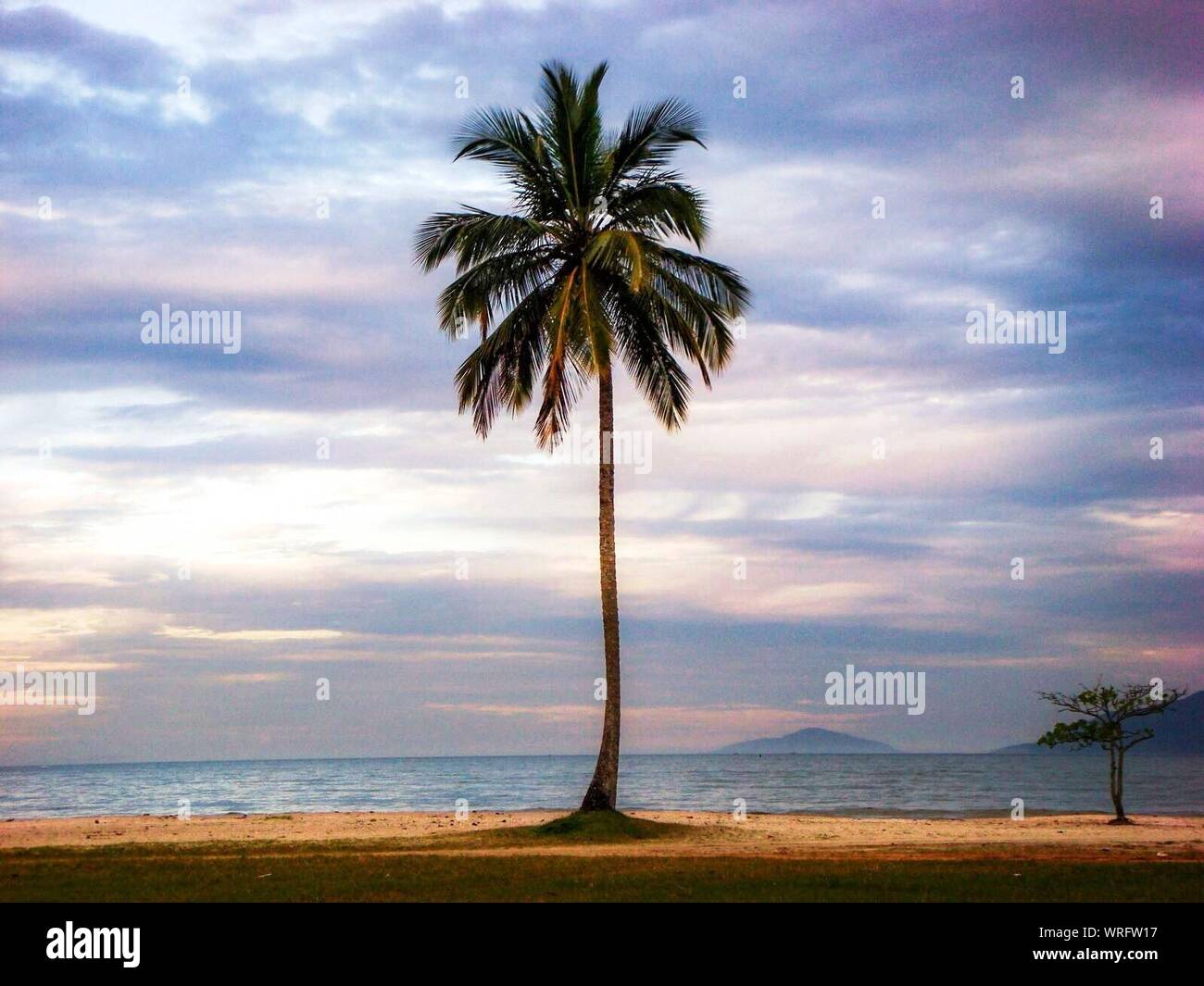 Palm tree growing in sand hi-res stock photography and images - Alamy