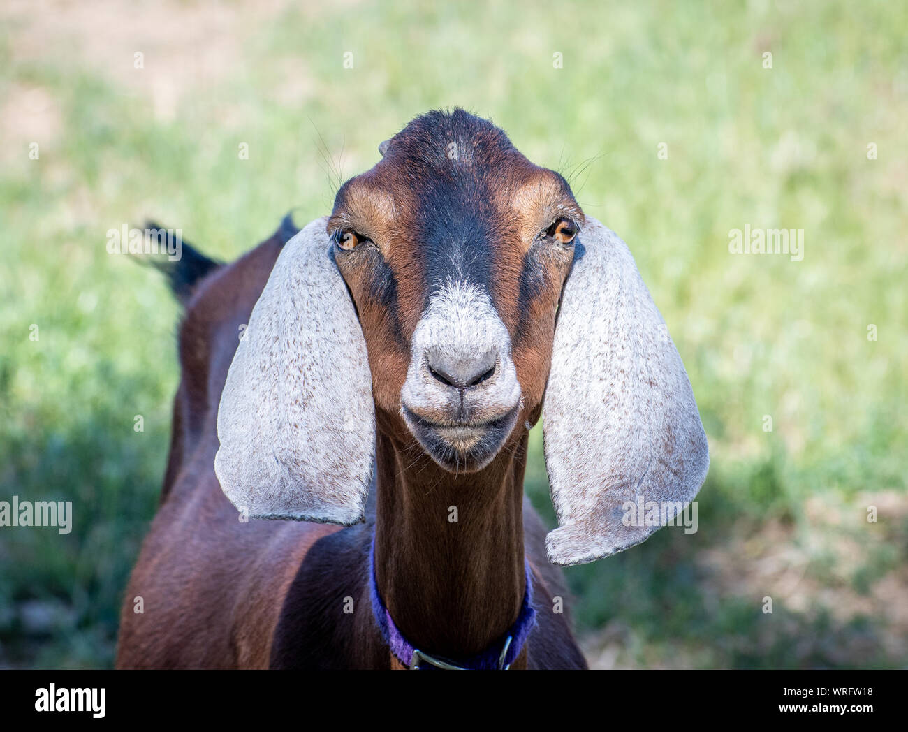 Head of Nubian Goat Stock Photo - Alamy