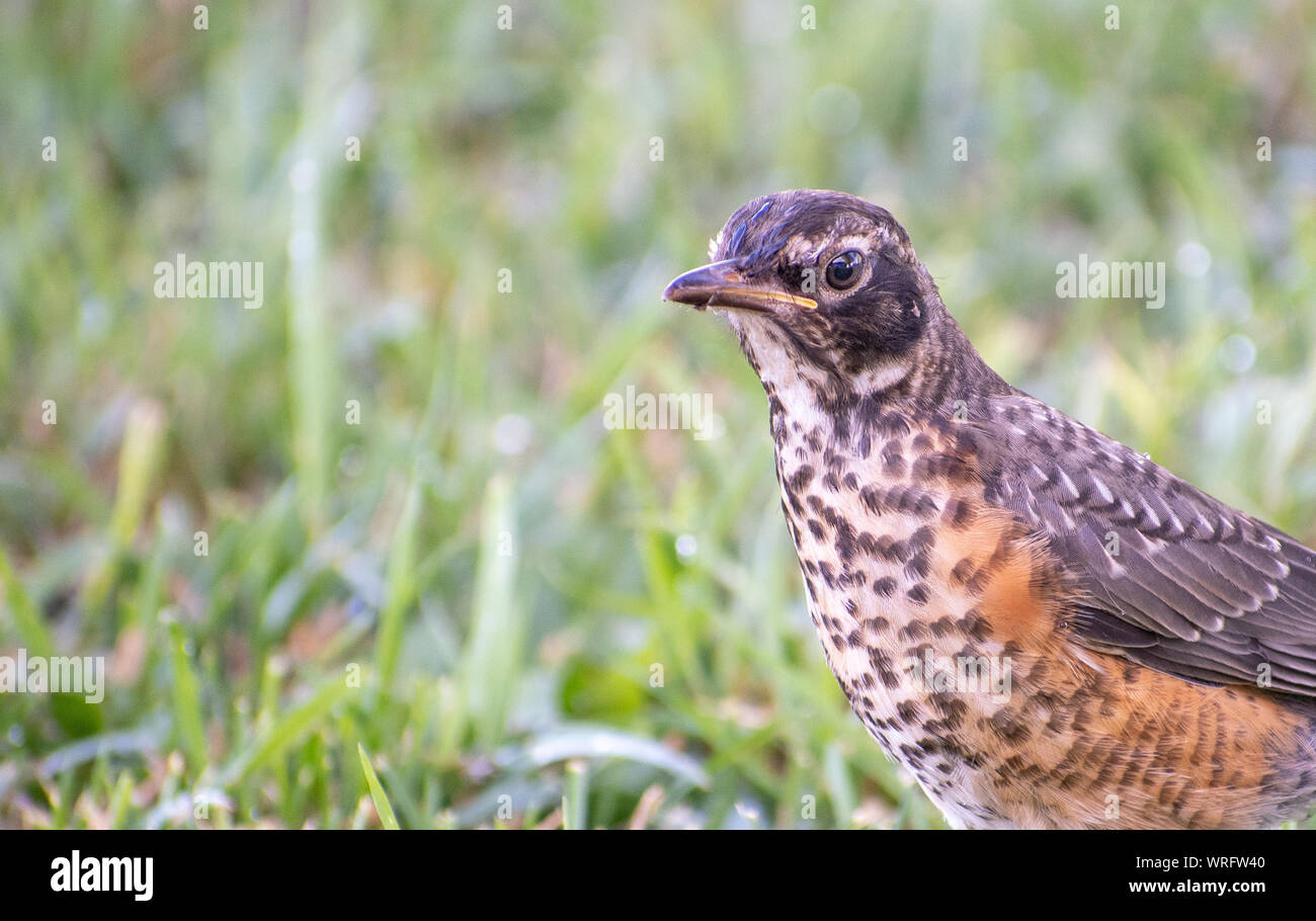 Young american robin in hi-res stock photography and images - Alamy