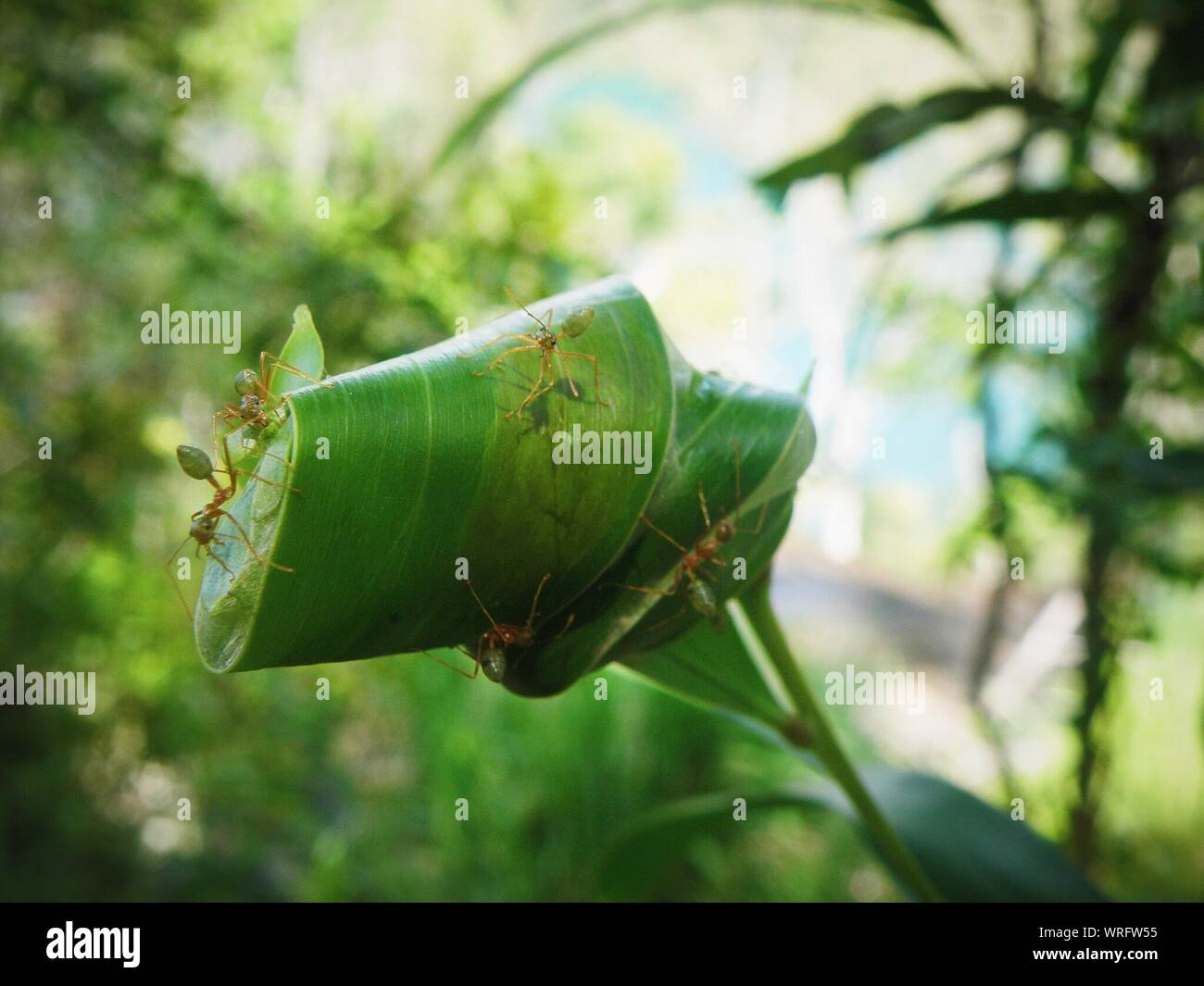 Insects in the forest hi-res stock photography and images - Alamy