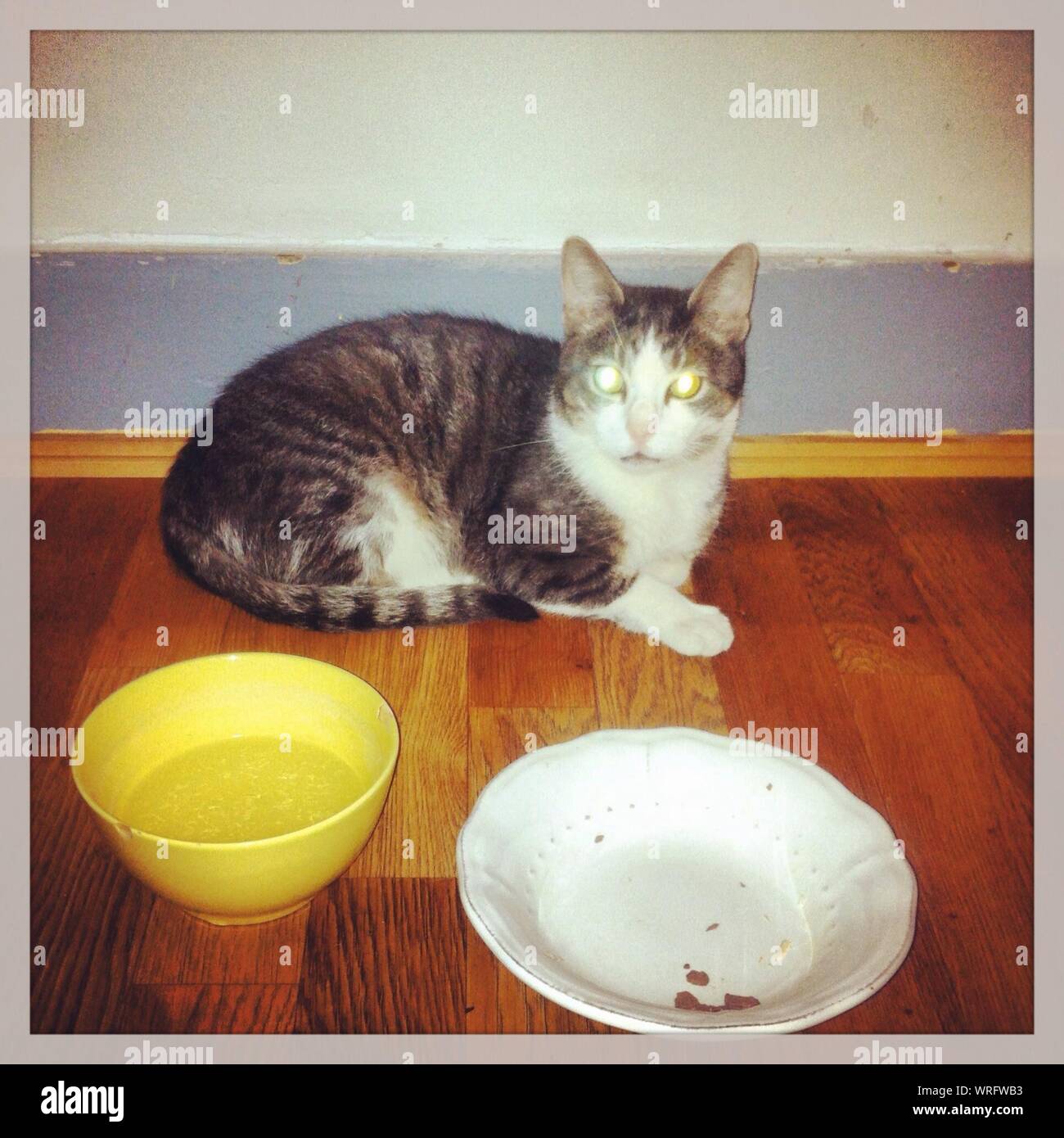 Empty cat bowl hi-res stock photography and images - Alamy