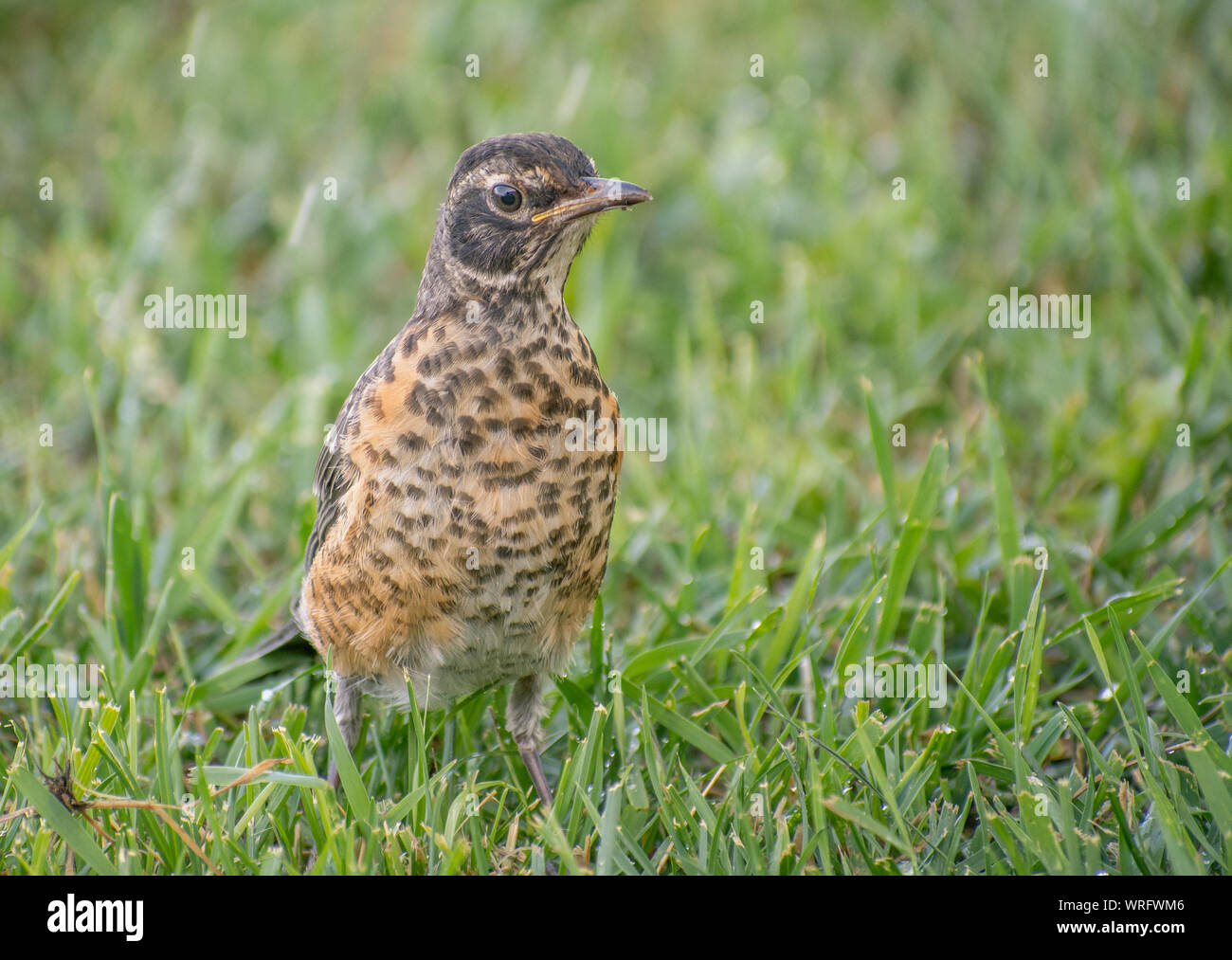Young american robin hi-res stock photography and images - Alamy