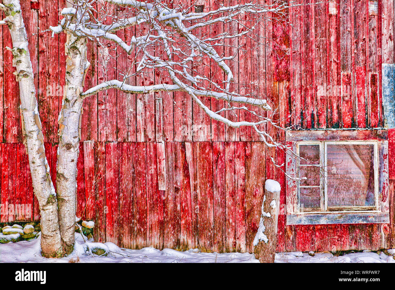 Tree in front of a red weathered barn, Stowe, Vermont, USA Stock Photo ...