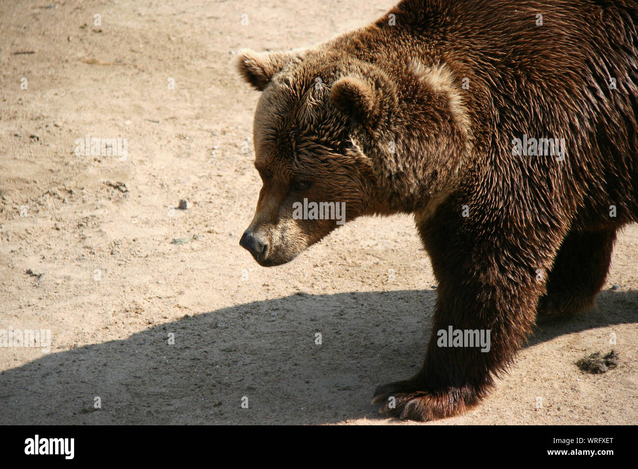 brown bear in a zoo in france Stock Photo - Alamy