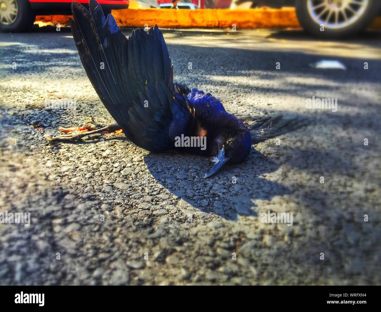 Ground level bird hi-res stock photography and images - Alamy