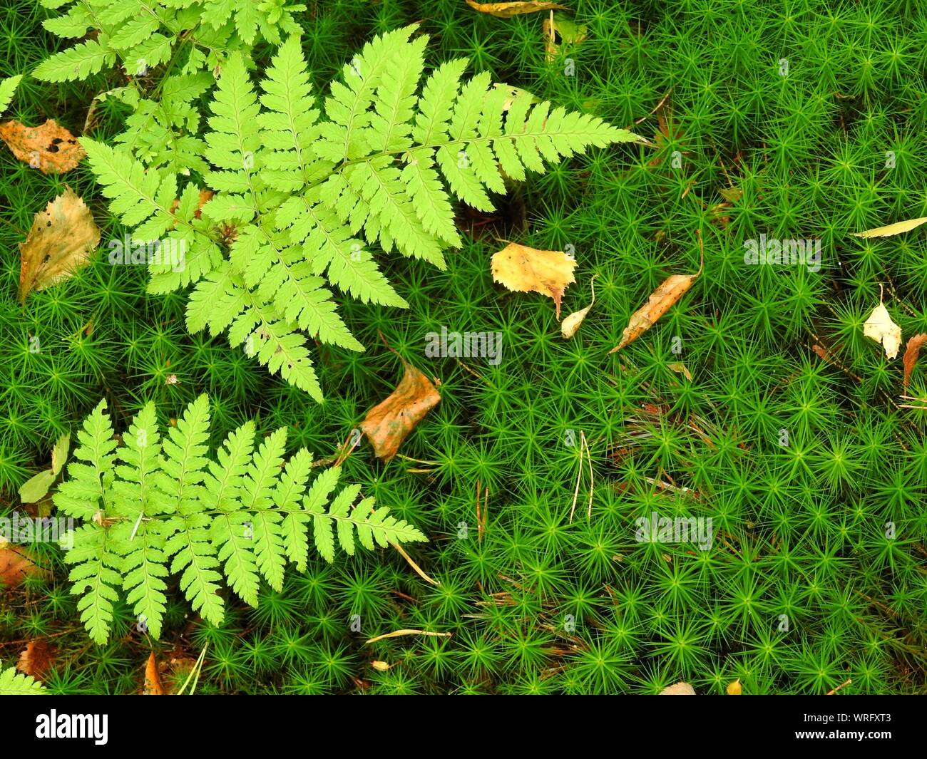 Fern and grass hi-res stock photography and images - Alamy