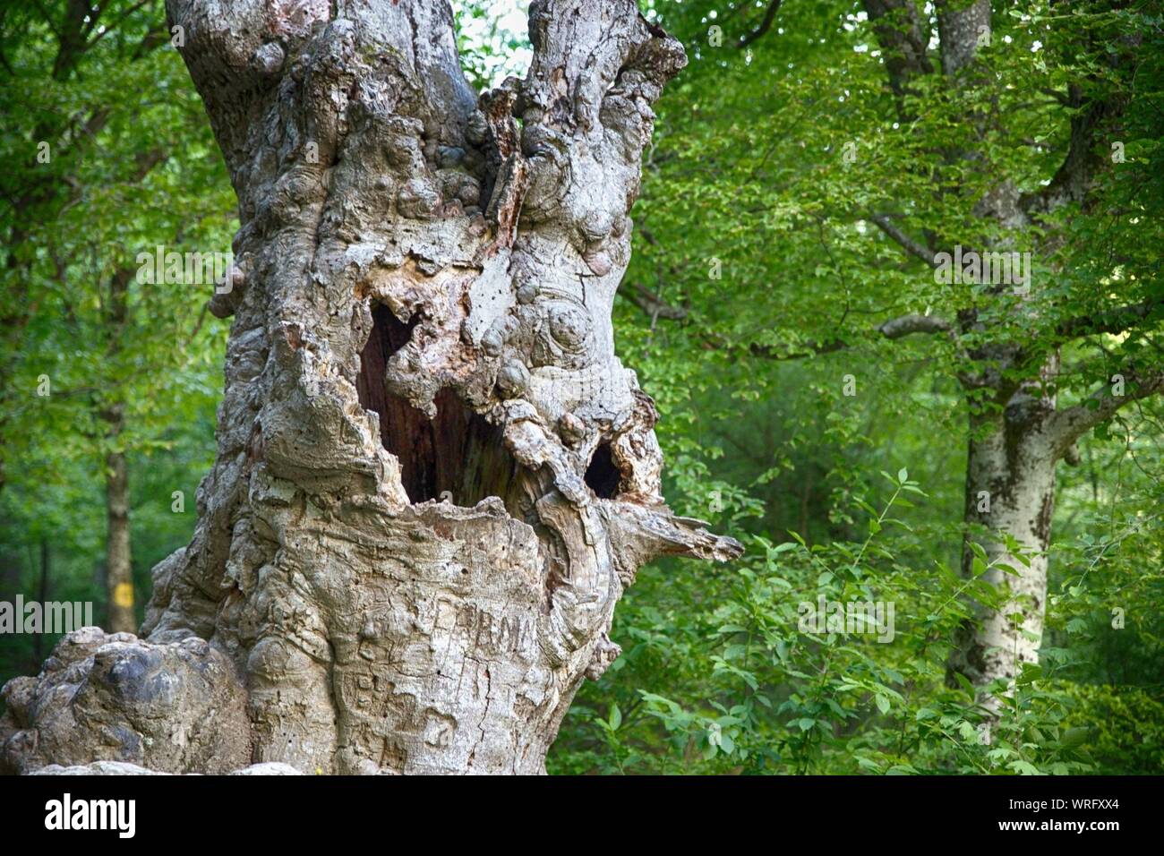 Withered tree hi-res stock photography and images - Alamy