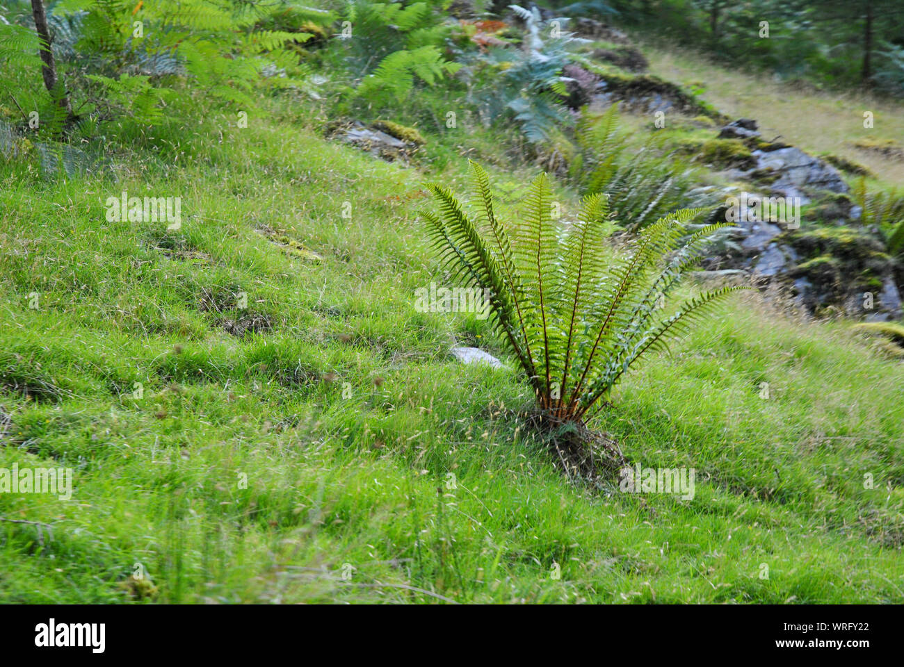 Fern and grass hi-res stock photography and images - Alamy