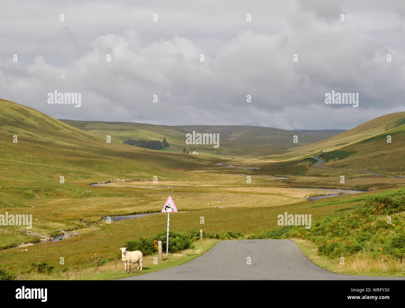 A welsh scene showing a valley, winding river and a sheep Stock Photo ...