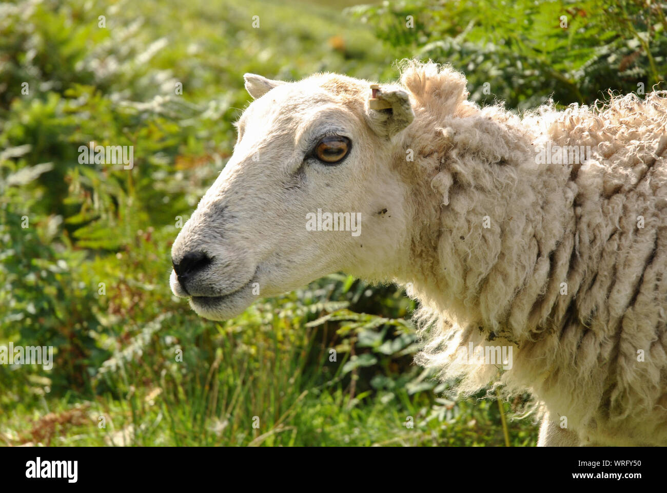 Wooly sheep hi-res stock photography and images - Alamy