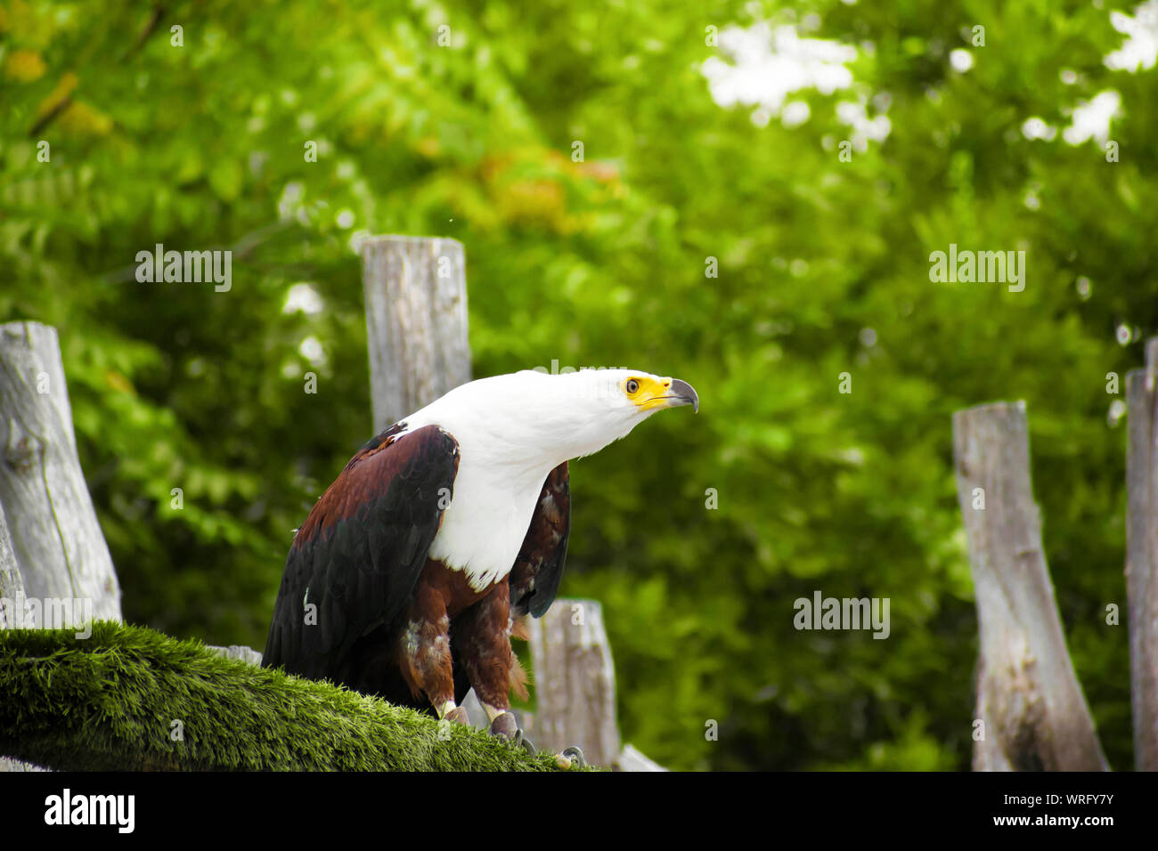 The African fish eagle also known as the African sea eagle or ...