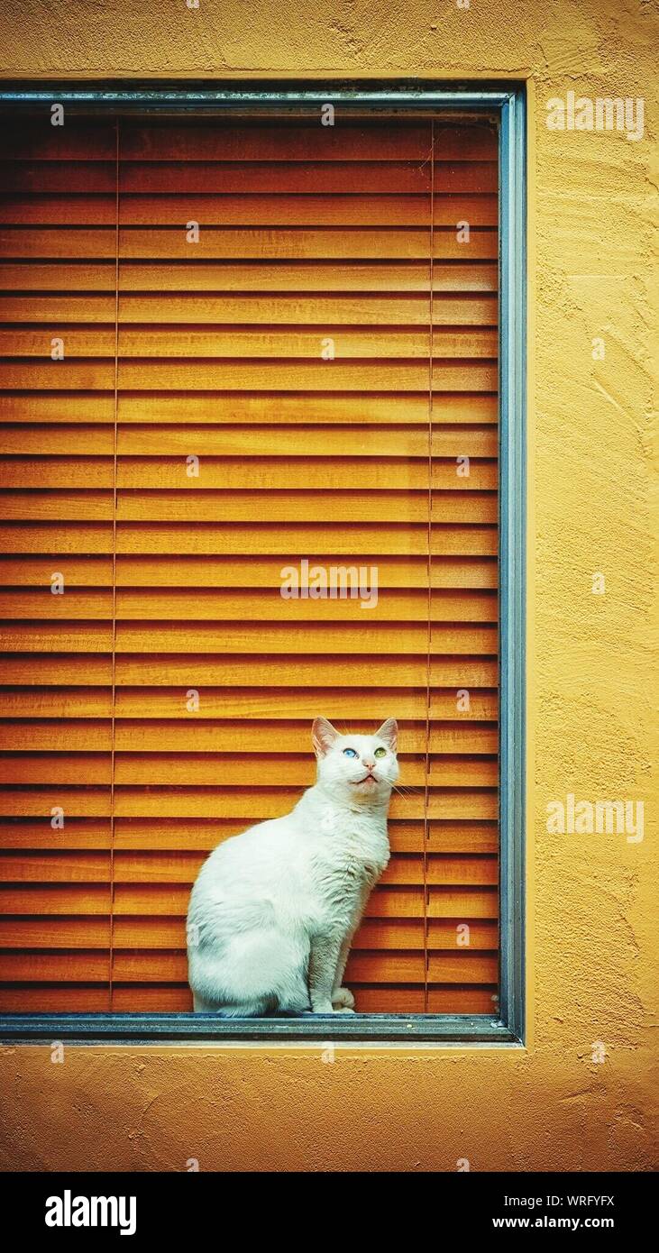 Cat and blinds hi-res stock photography and images - Alamy