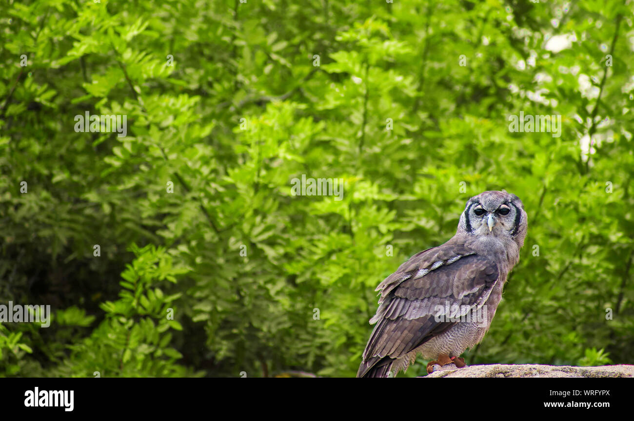 Verreaux owl hi-res stock photography and images - Alamy