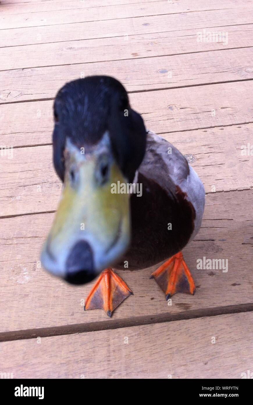 Duck boardwalk hi-res stock photography and images - Alamy