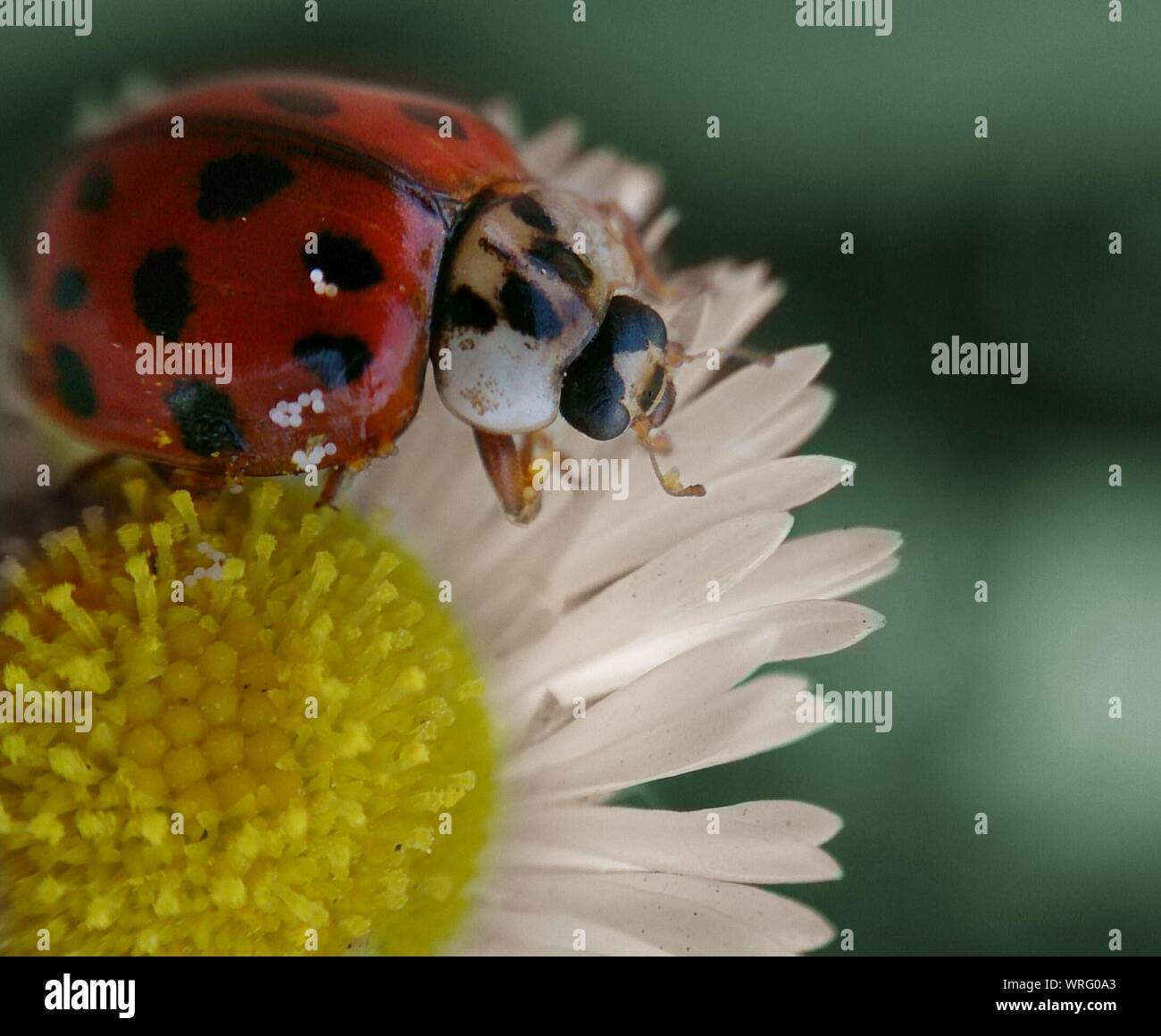 Daisy flower beetle hi-res stock photography and images - Alamy
