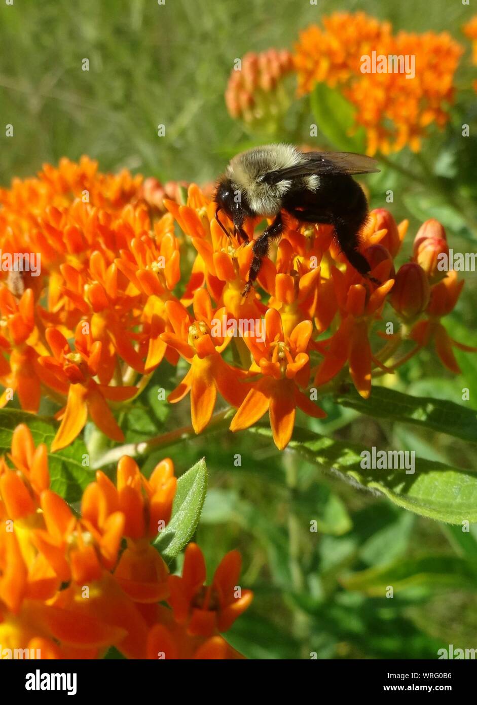Orange bee hi-res stock photography and images - Alamy
