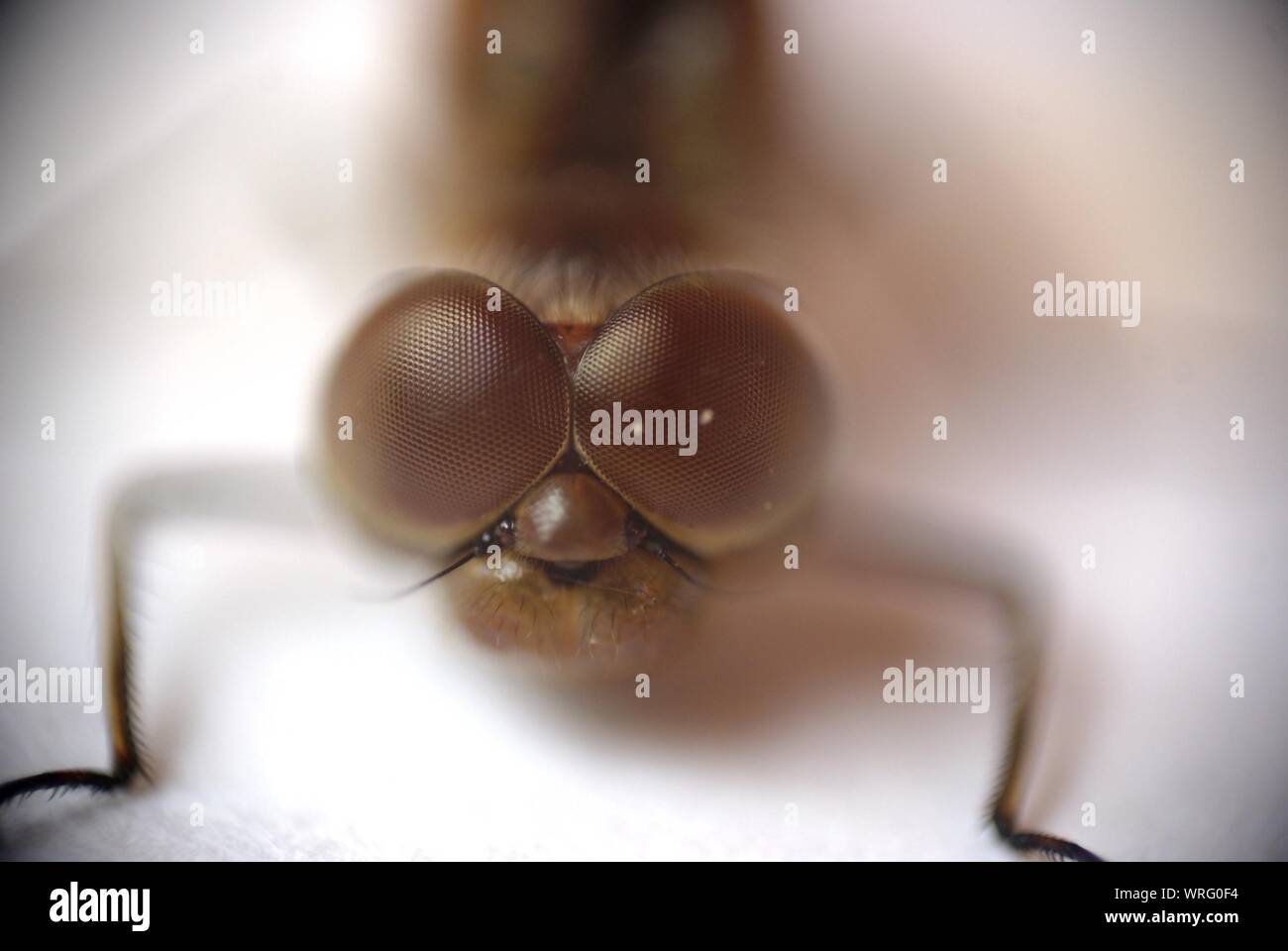 Dragonfly Eyes High Resolution Stock Photography and Images - Alamy