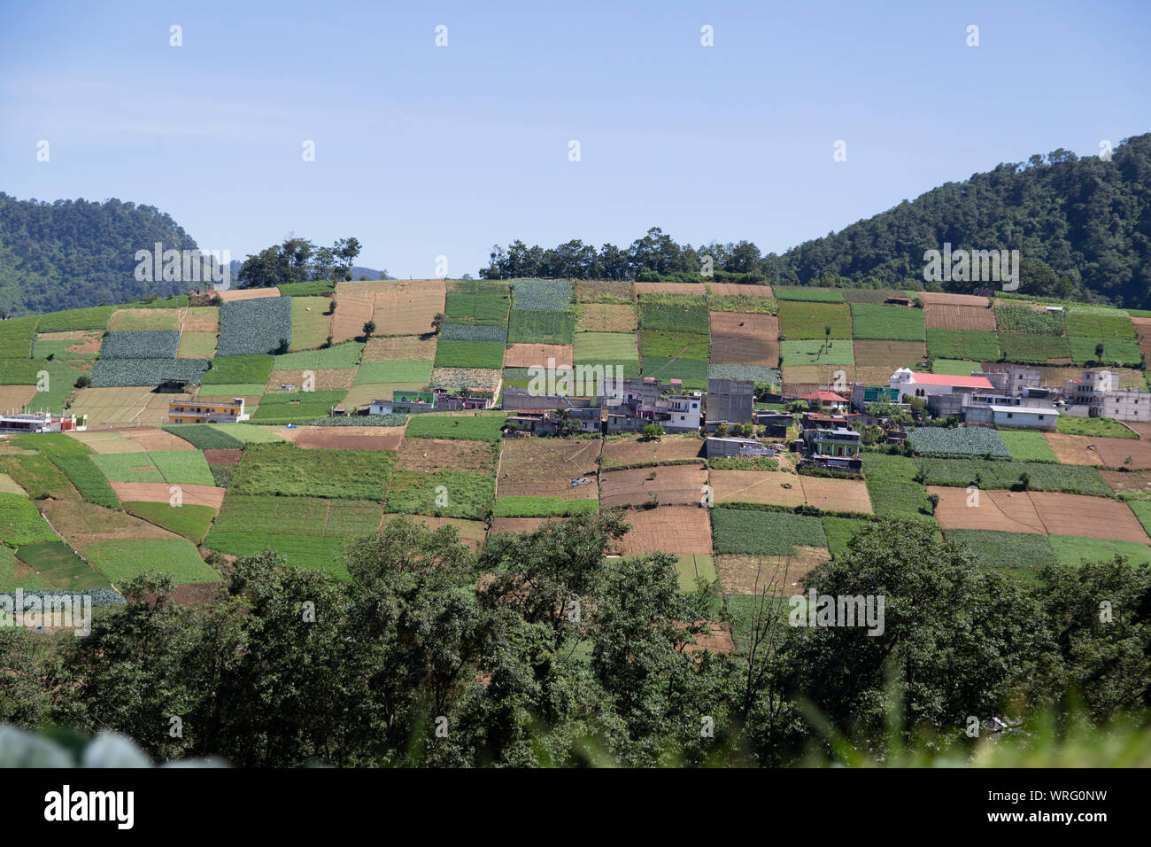 Rural landscape of vegetable agriculture fields in Guatemala Stock ...