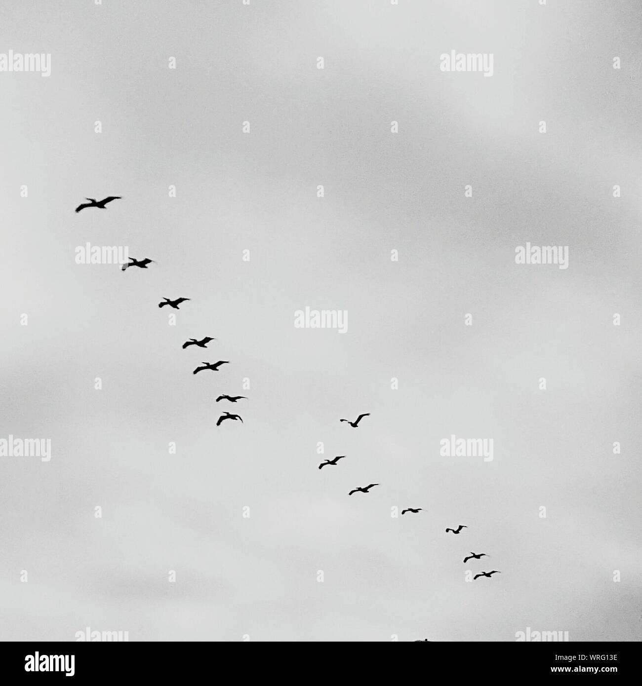Flying birds in a row hi-res stock photography and images - Alamy