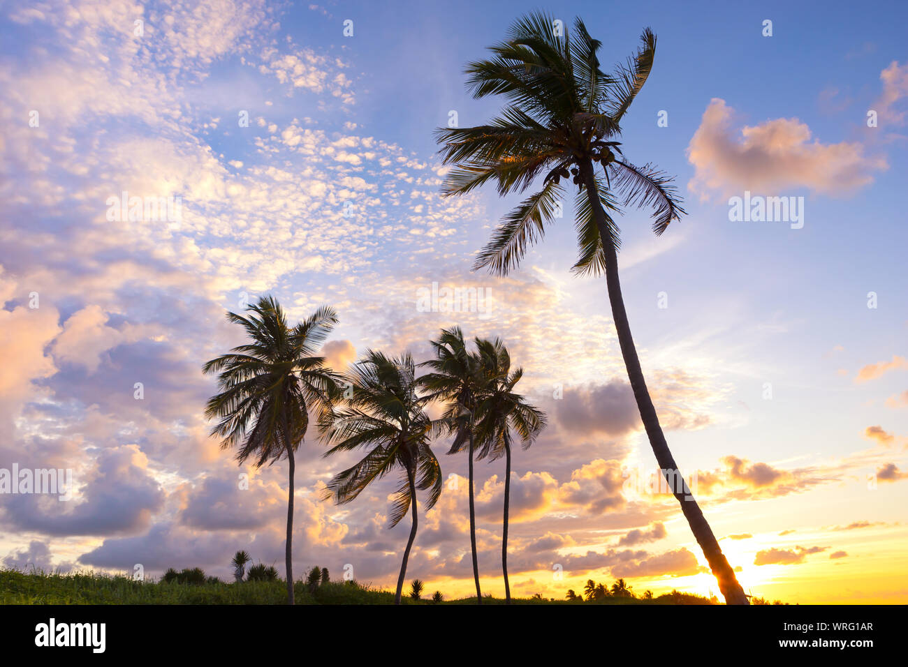 Coconut trees near beach hi-res stock photography and images - Alamy