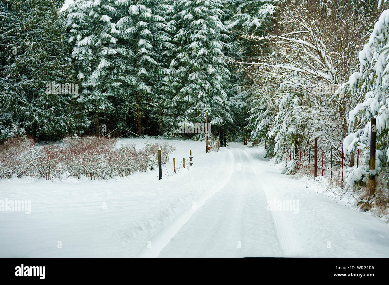 Tree bordered road hi-res stock photography and images - Alamy