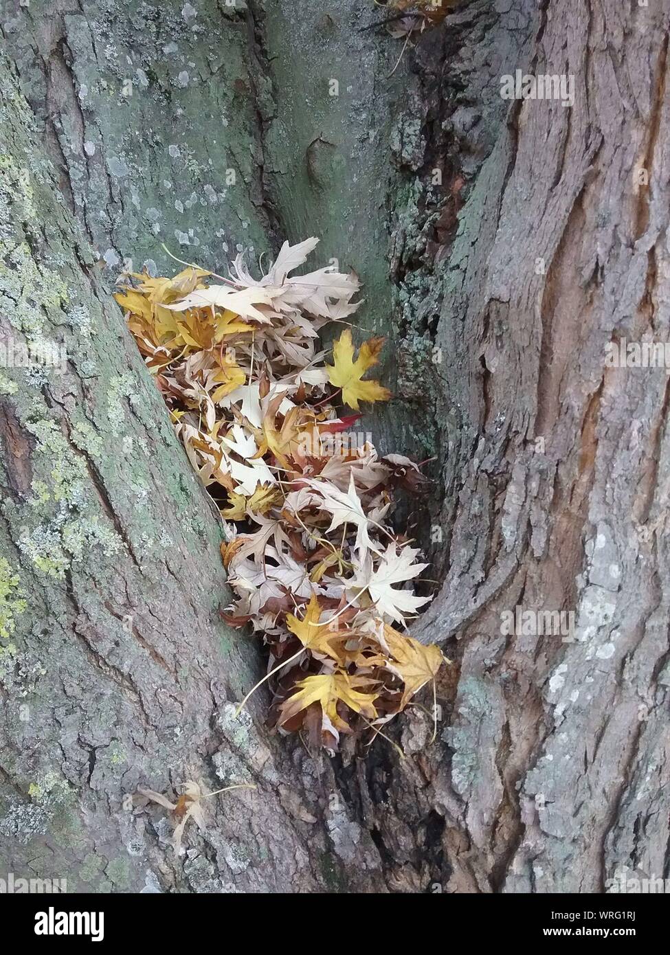 Stuck to tree hi-res stock photography and images - Alamy