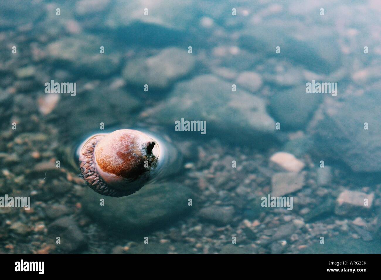 Acorn water hi-res stock photography and images - Alamy