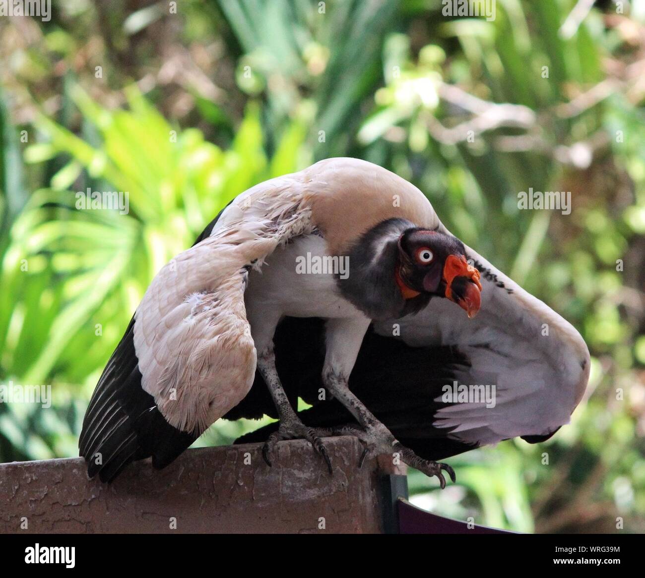 Sitting bird hi-res stock photography and images - Alamy