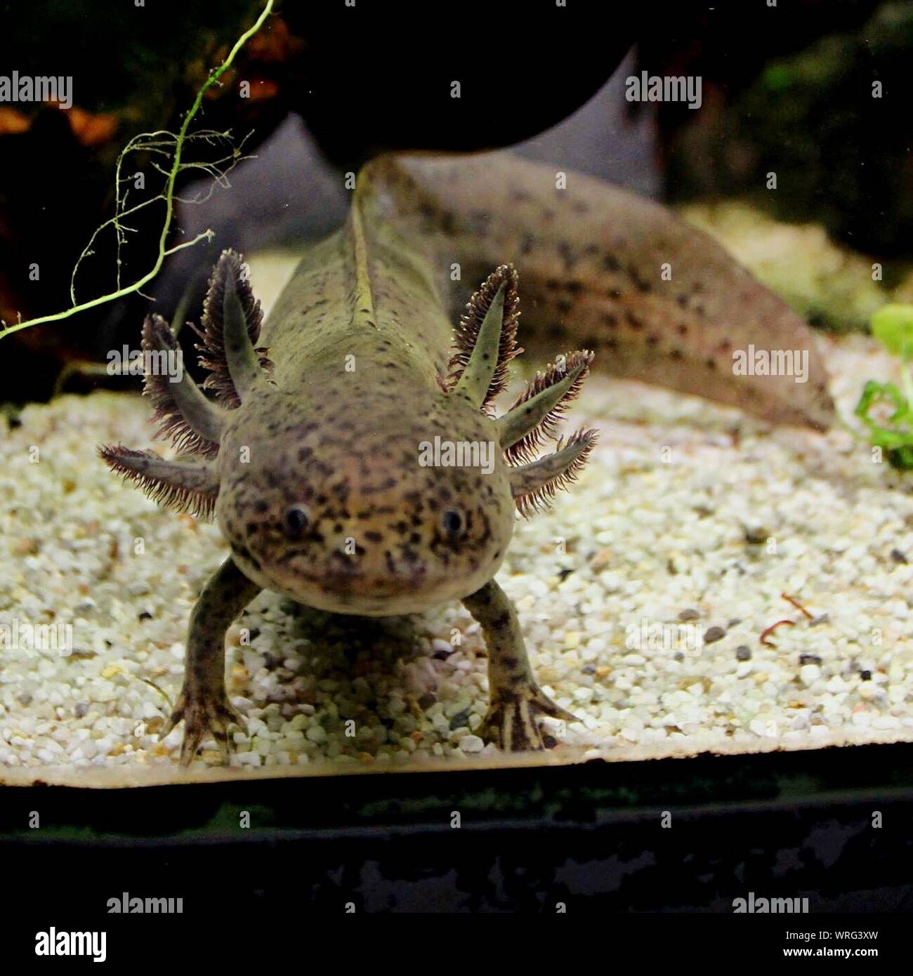 Animals axolotl hi-res stock photography and images - Alamy