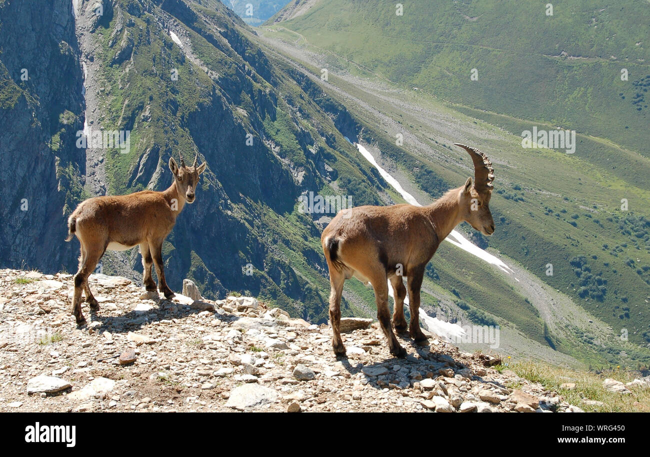 Two antelope rocky mountains hi-res stock photography and images - Alamy