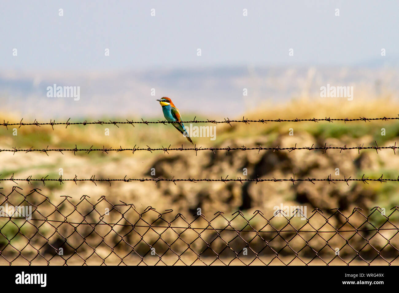 African red bee eater hi-res stock photography and images - Alamy