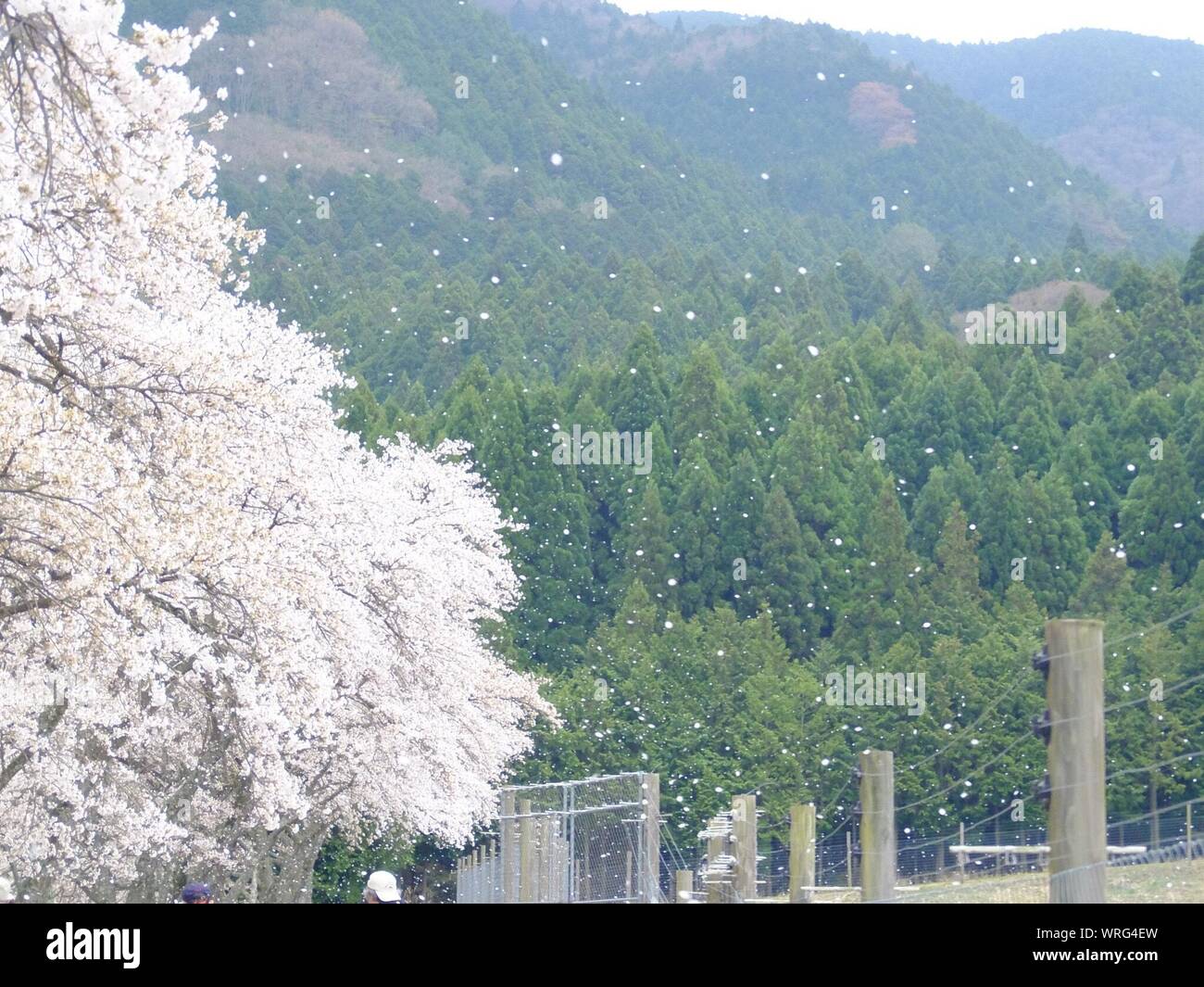 Falling blossoms hi-res stock photography and images - Alamy