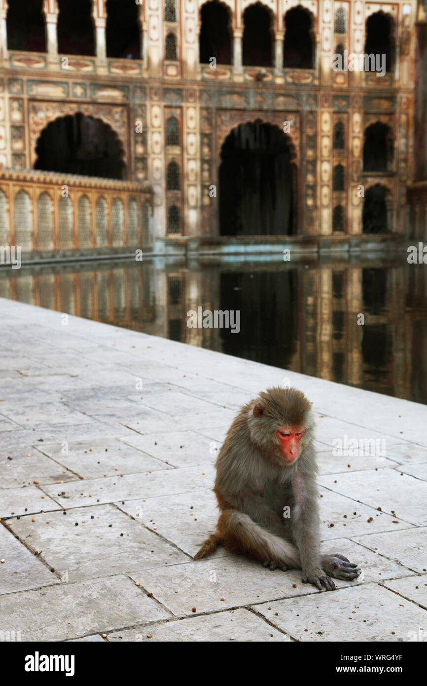Indian temple hanuman hi-res stock photography and images - Alamy