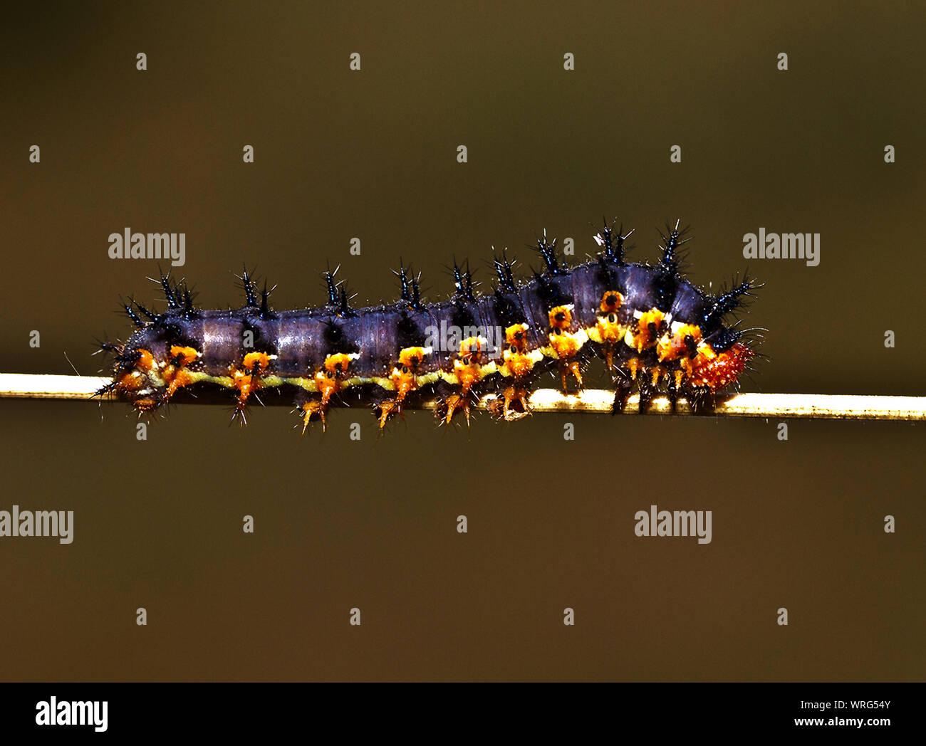 Larvae caterpillars nymphalidae family hi-res stock photography and ...
