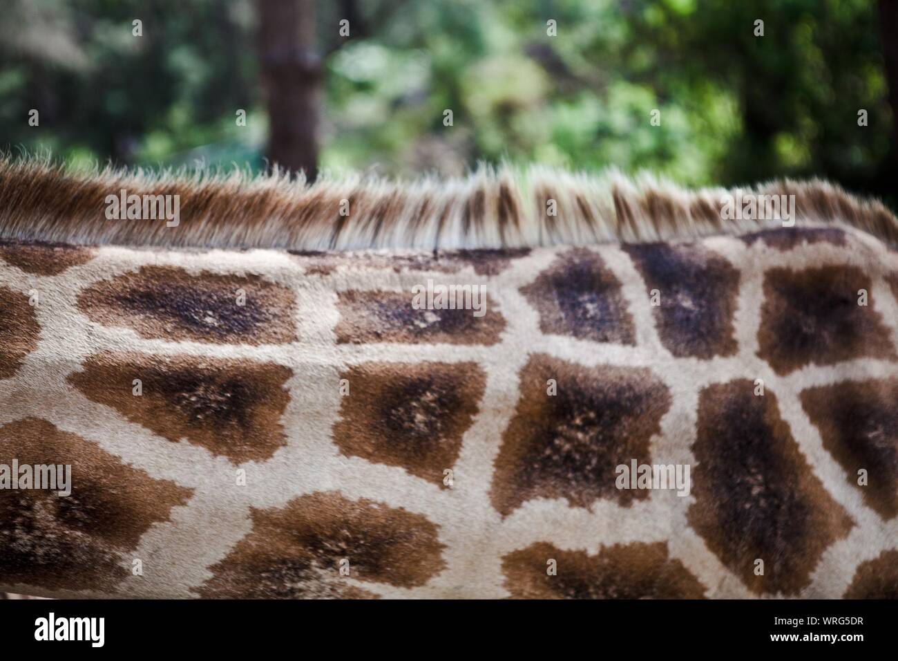Giraffe markings pattern hi-res stock photography and images - Alamy