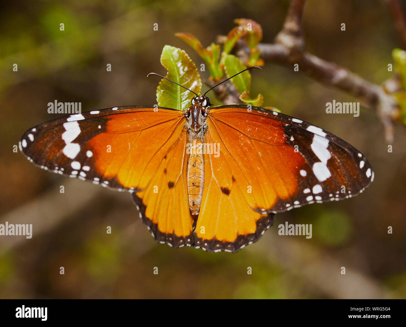 The African Monarch is a common and widespread butterfly in Africa ...