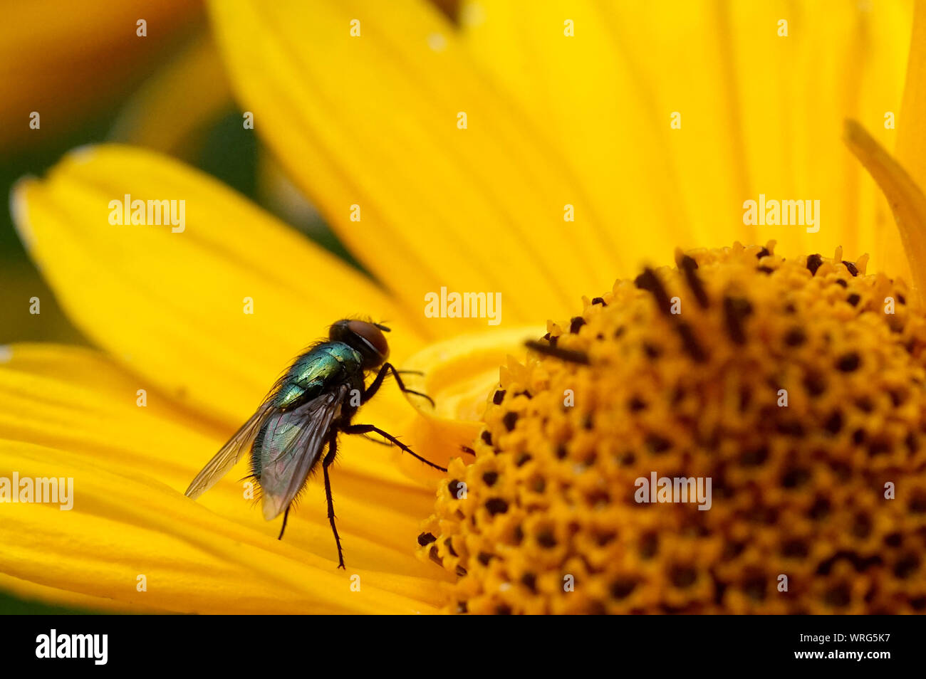 Shiny insect hi-res stock photography and images - Alamy