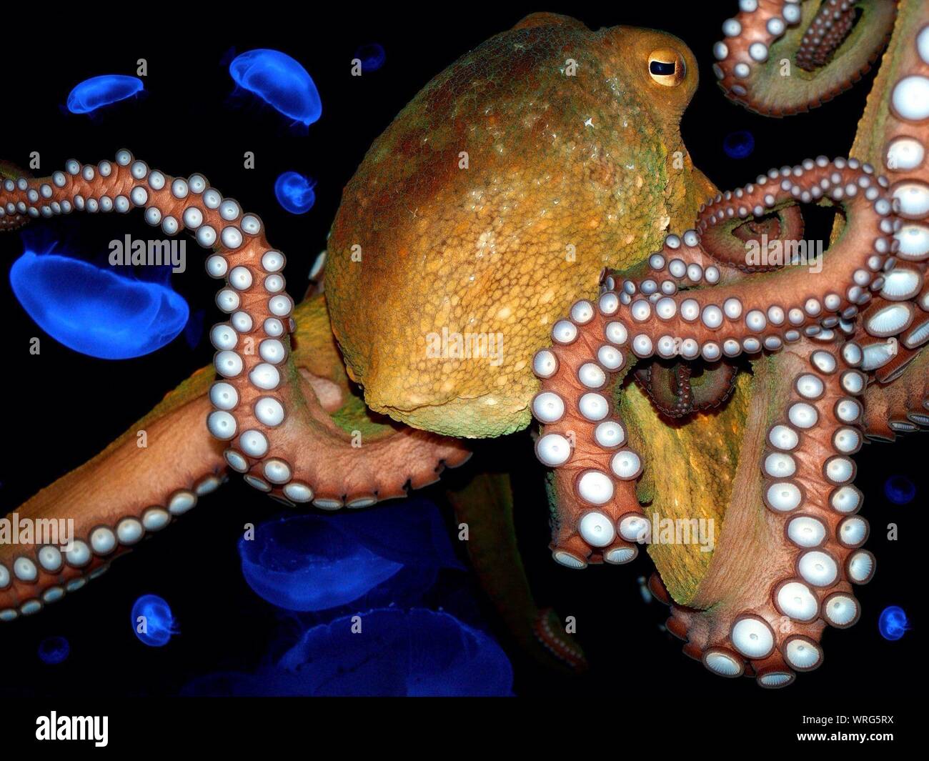 Octopus Swimming High Resolution Stock Photography and Images - Alamy