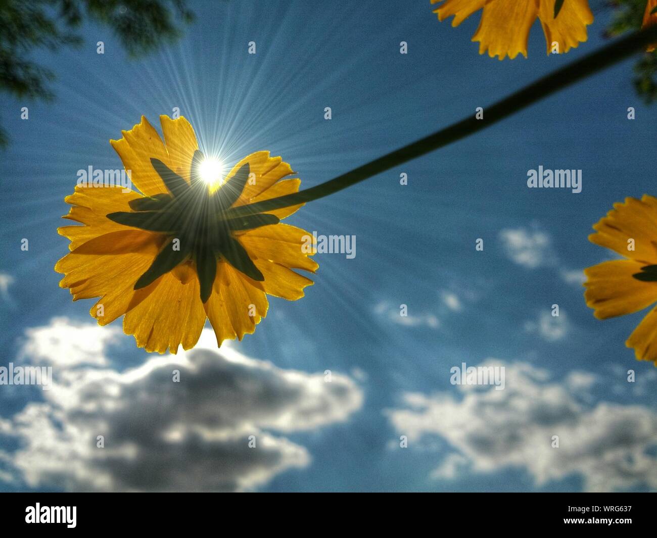 Sun shining through flower hi-res stock photography and images - Alamy