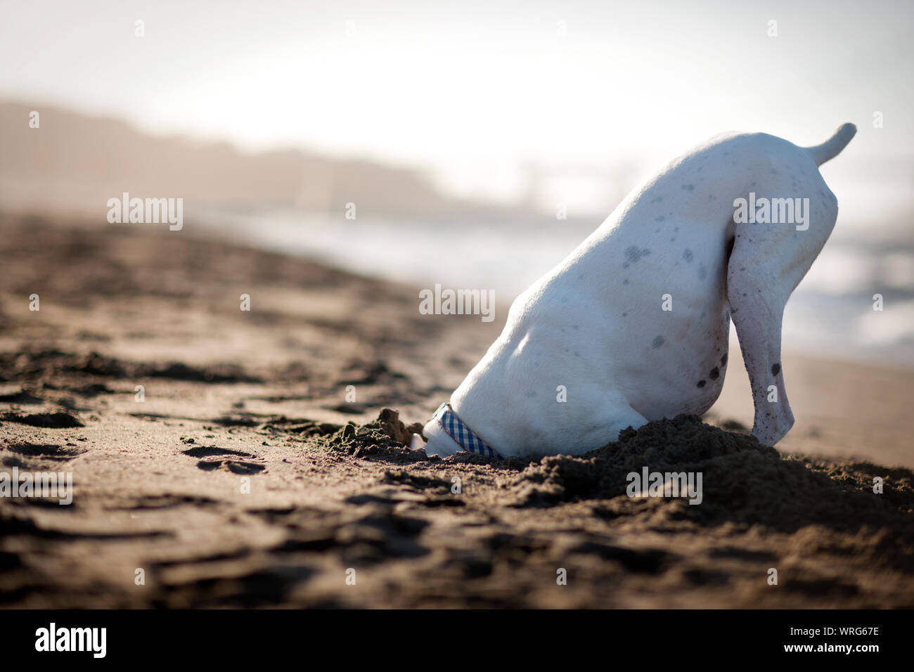 Dog digging in the sand on a beach Stock Photo - Alamy