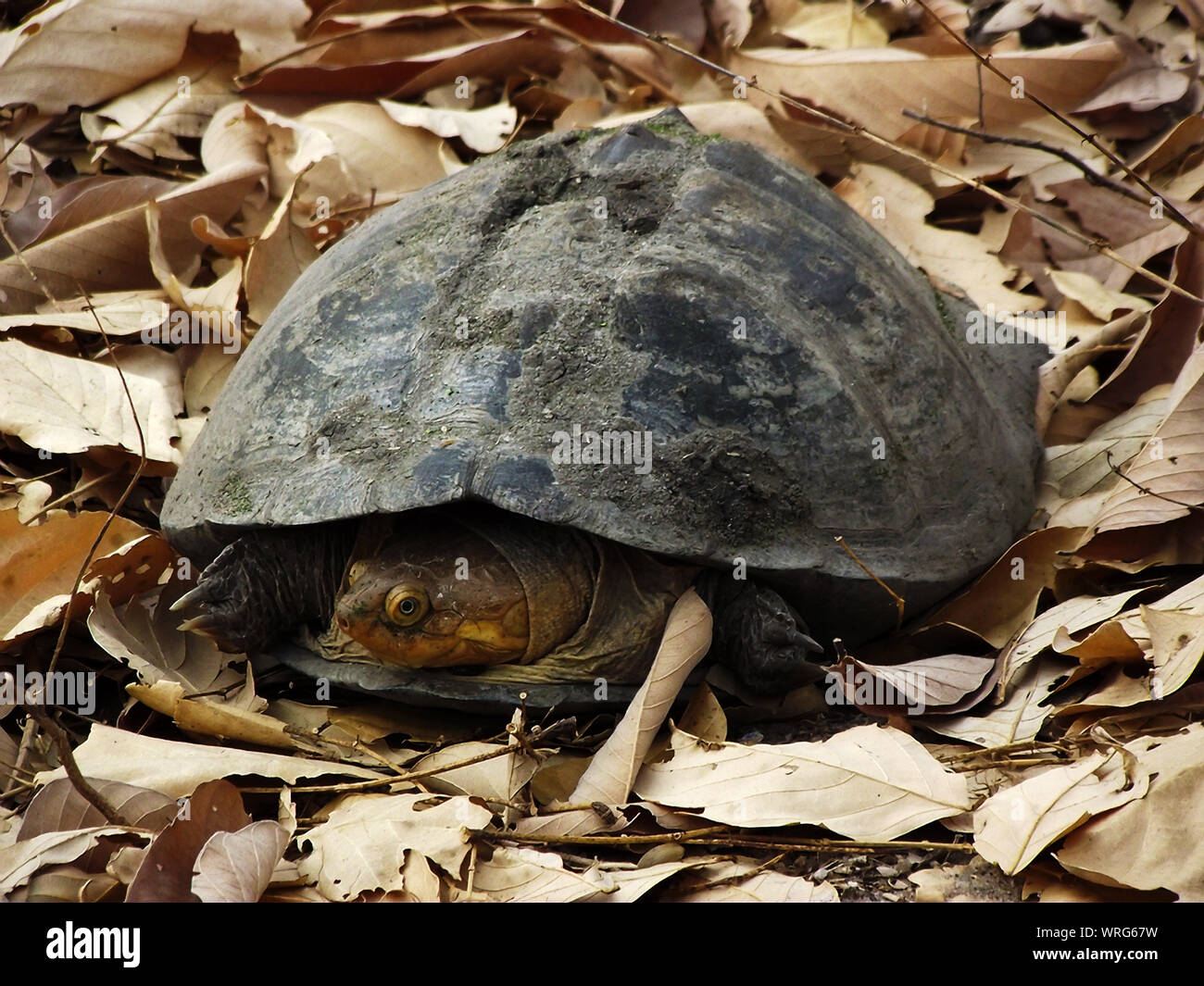 Serrated hinged terrapin hi-res stock photography and images - Alamy