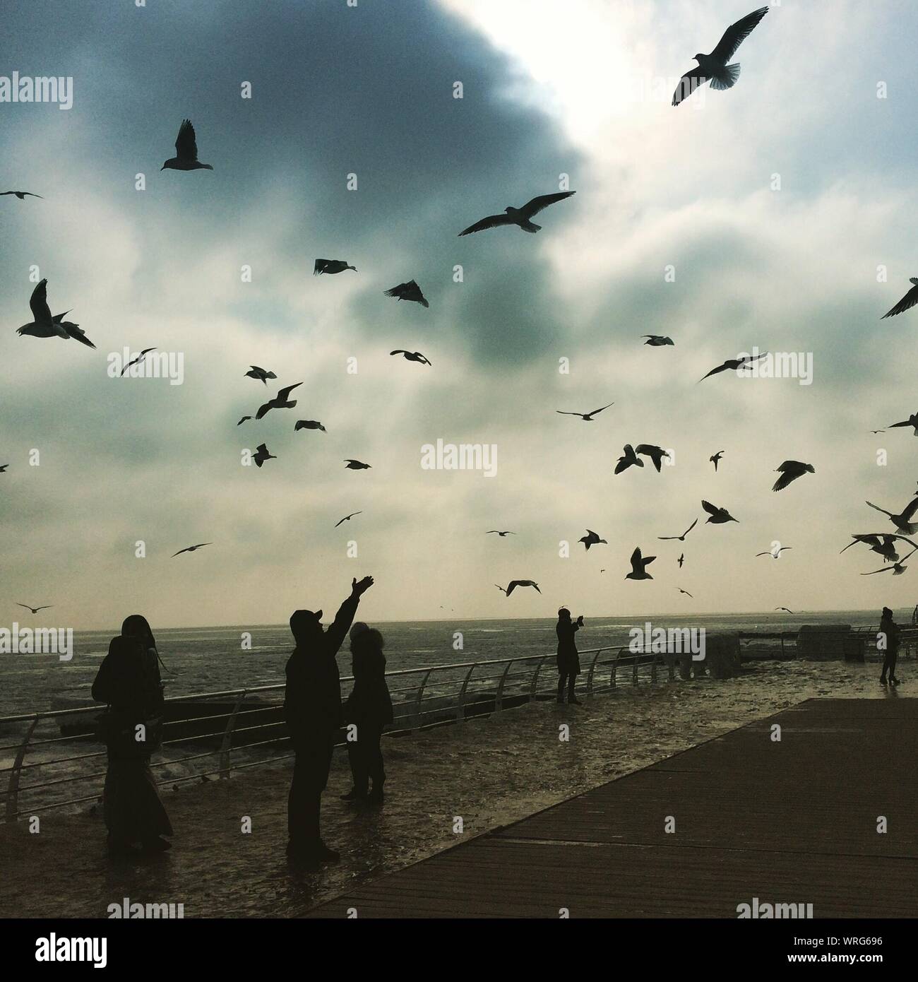 People Looking At Birds High Resolution Stock Photography and Images ...