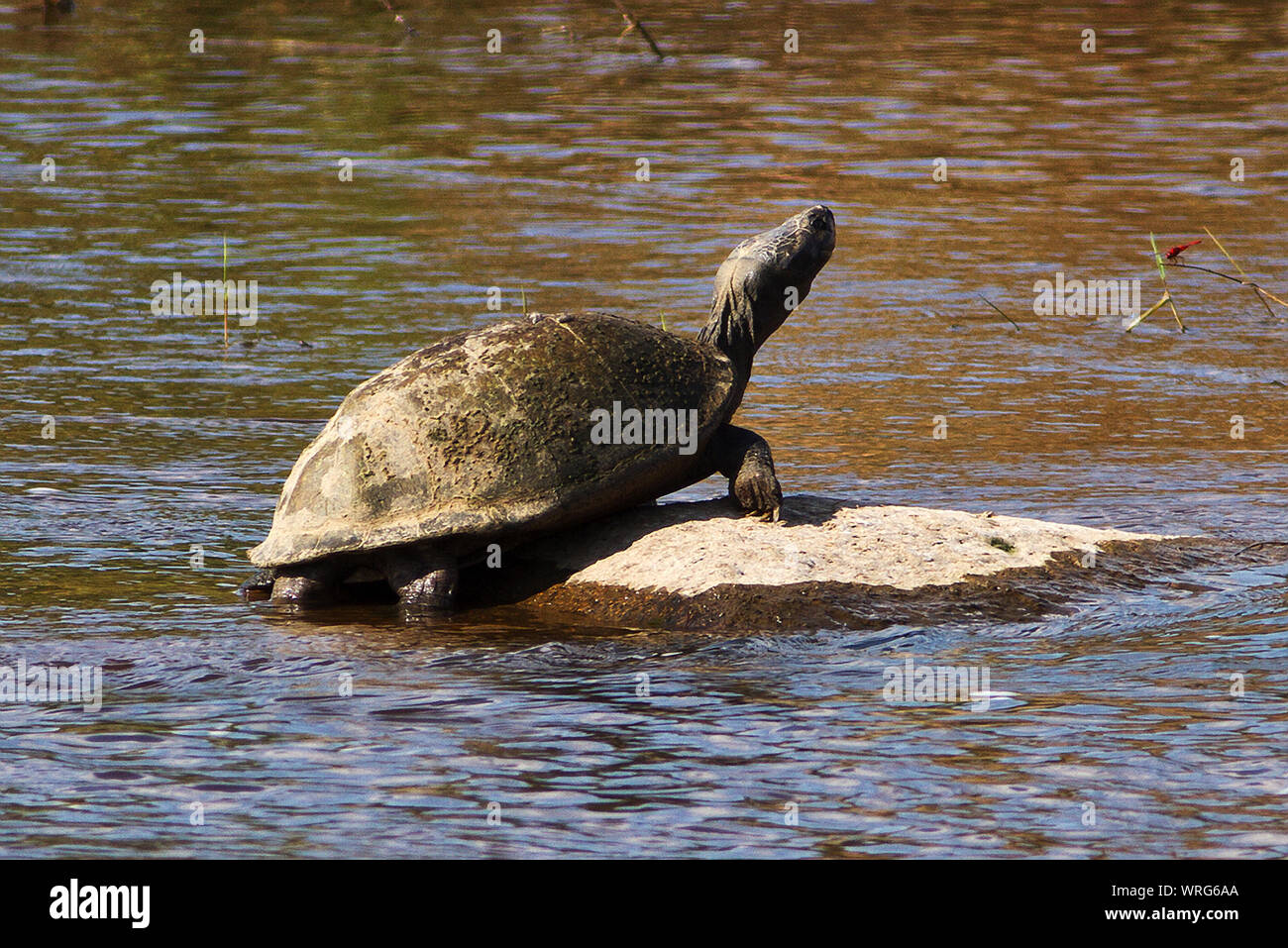 A large dark coloured terrapin, the Serrated Hinged Terrapin is found ...