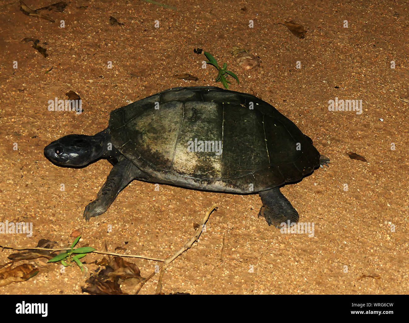 Southern river terrapin hi-res stock photography and images - Alamy