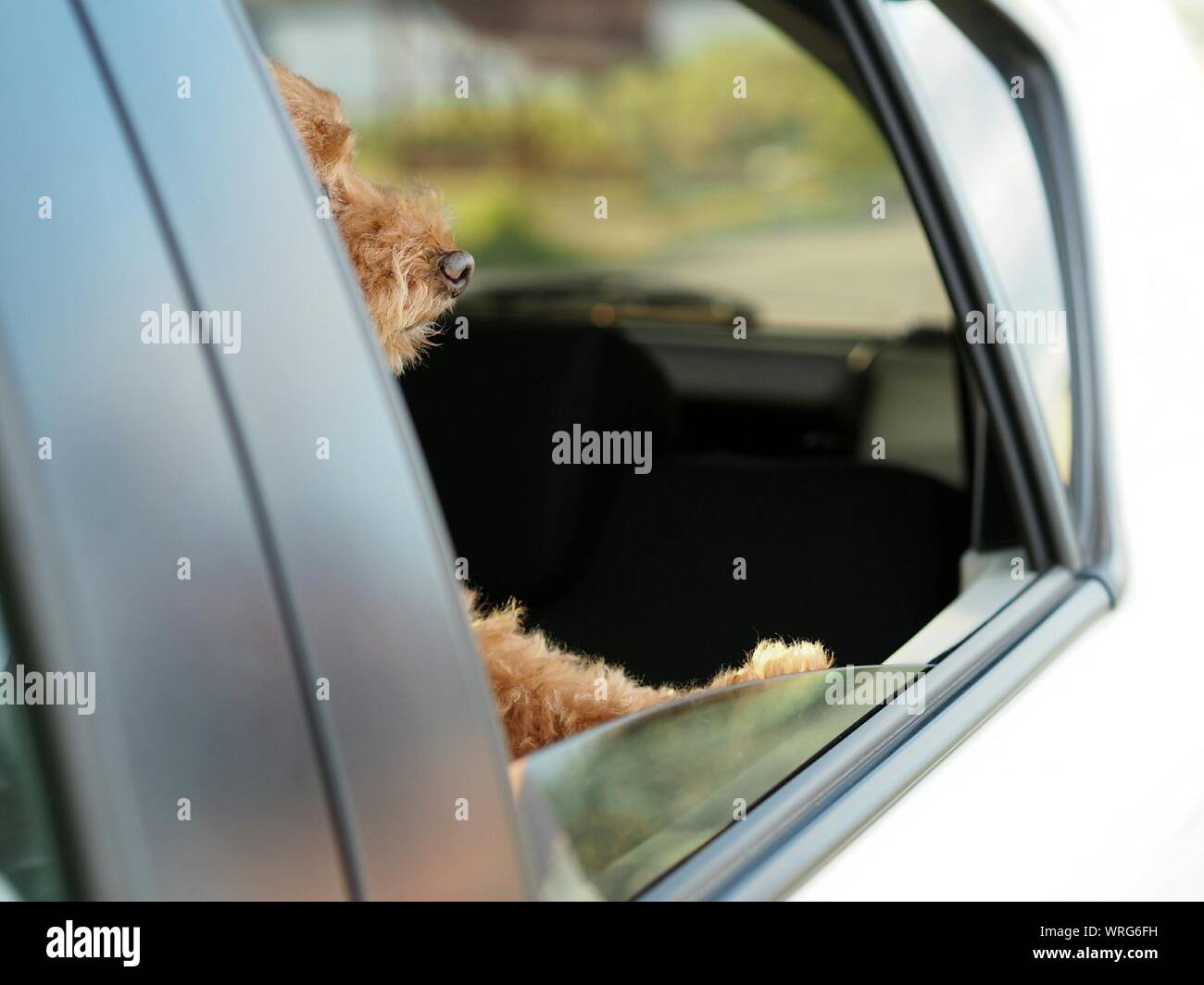 Dog car window hair hi-res stock photography and images - Alamy