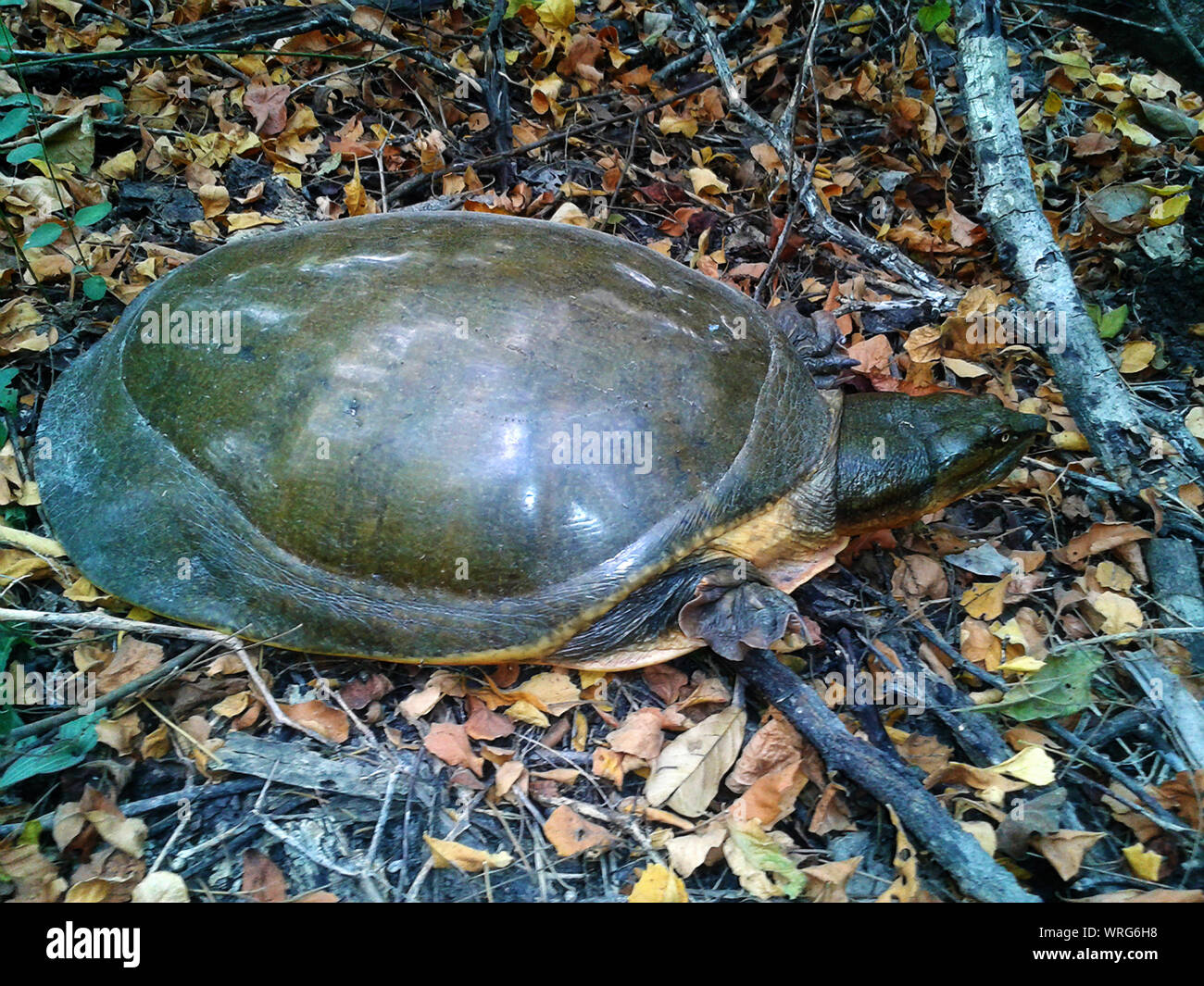 A large terrapin, the Zambezi Flap-shelled Turtle is the most aquatic ...