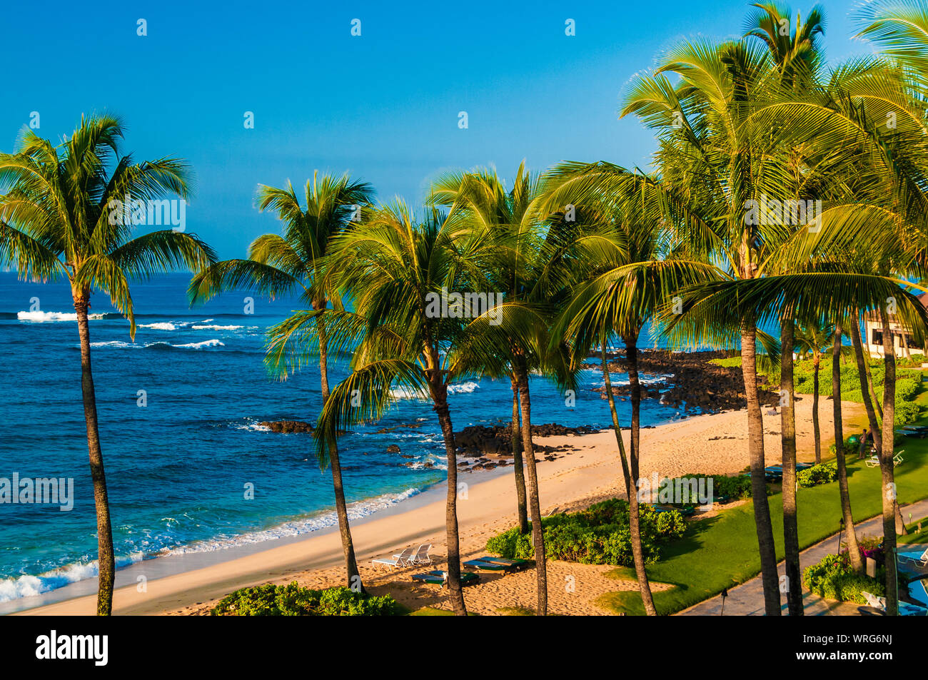 Palm trees overlooking the Pacific Ocean on the island of Kauai, Hawaii ...