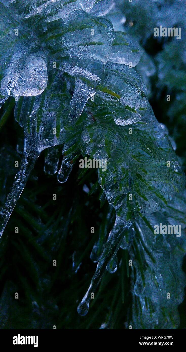 Ice on plants hi-res stock photography and images - Alamy