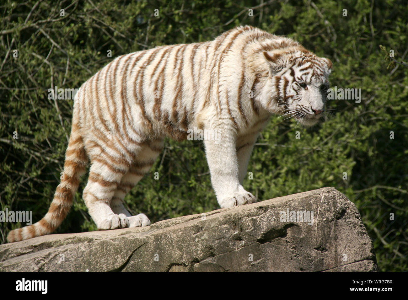 Tiger in zoo france hi-res stock photography and images - Alamy