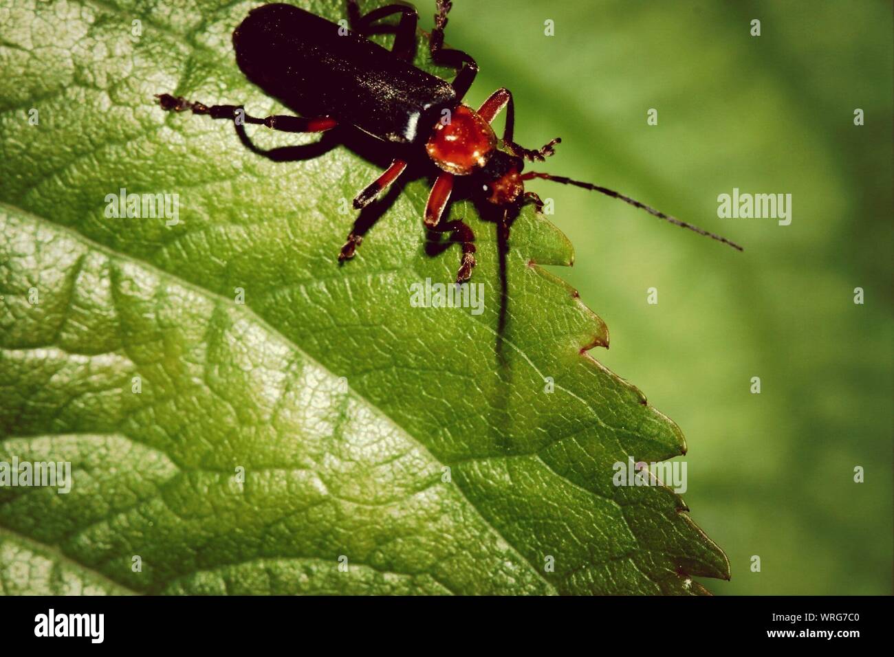 Walking insect hi-res stock photography and images - Alamy